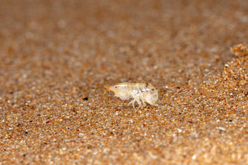 Pictures of Sand Flea Bites: Identifying and Treating Skin Irritations