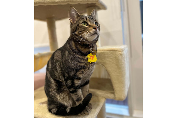 NATPAT Pet Locket & Protective Pet Accessory