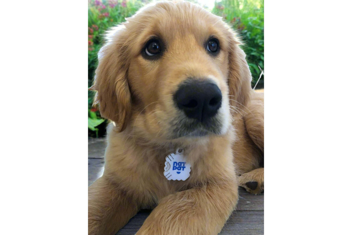 NATPAT Pet Locket & Protective Pet Accessory